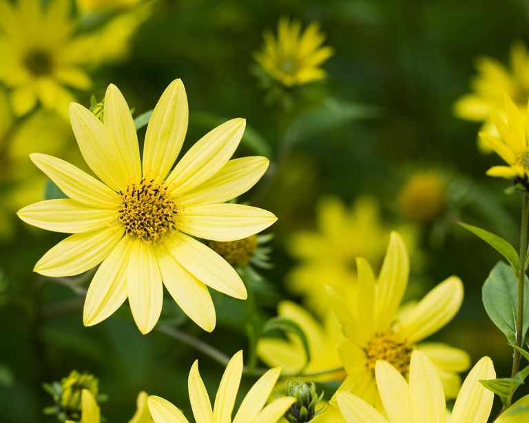 Yellow flowers: 16 pretty picks for your backyard | Gardeningetc