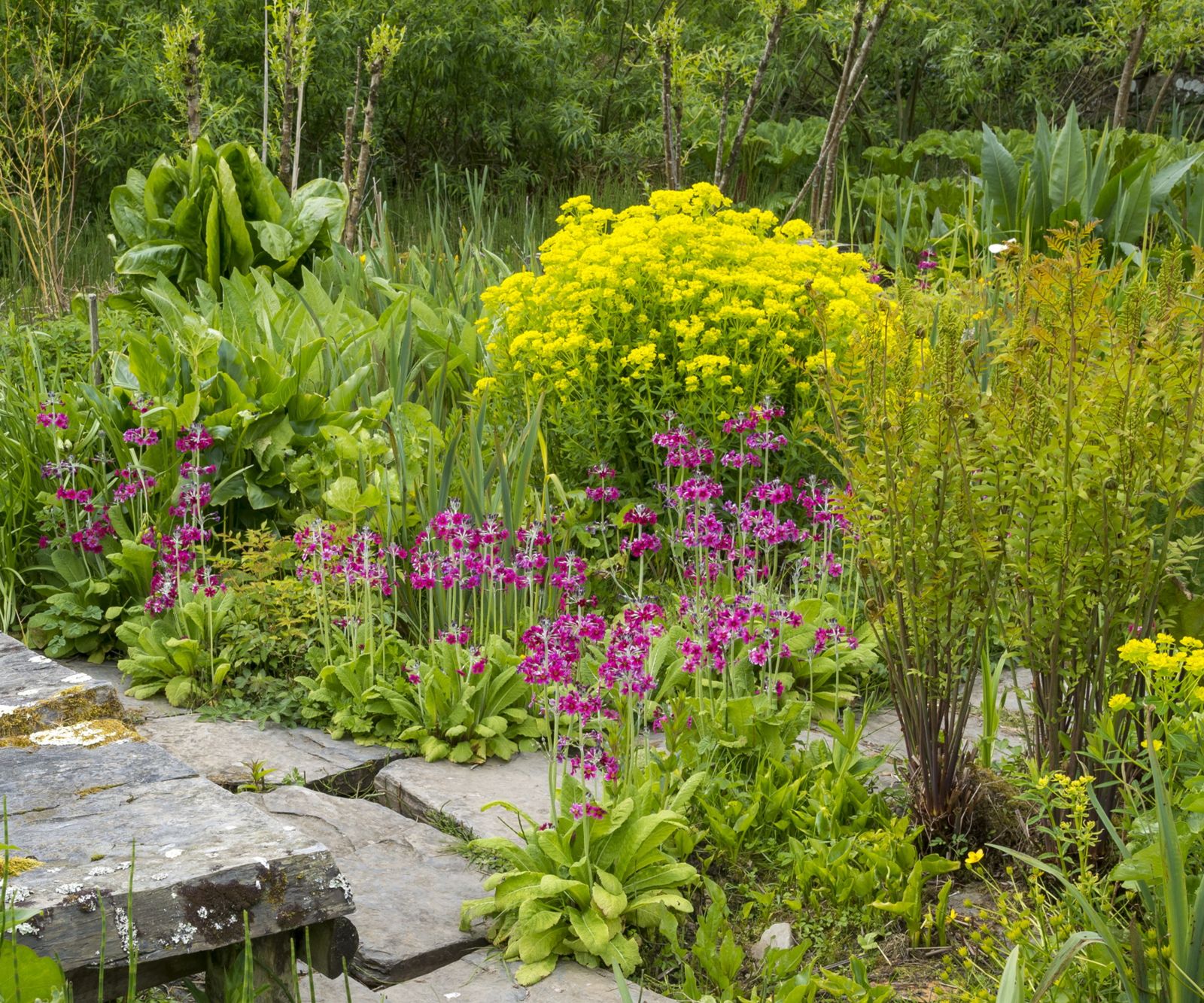 What is a rain garden? Expert ideas for a waterlogged yard | Homes and ...