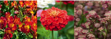 How to start a cut flower garden – from the best floral picks to care ...