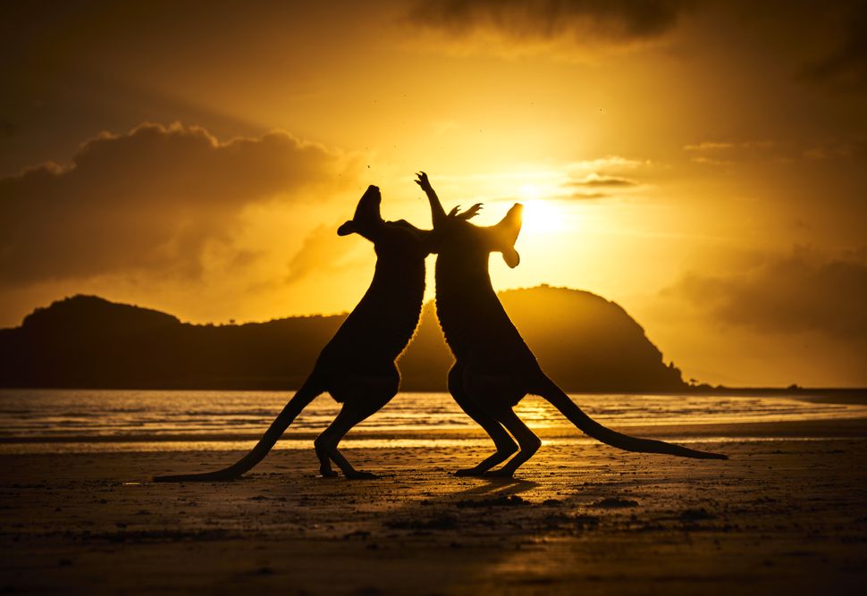Photographer tells story of his amazing shot of wallabies fighting on ...