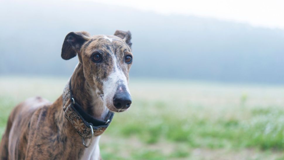 Best family dog breeds for families of all shapes and sizes | PetsRadar