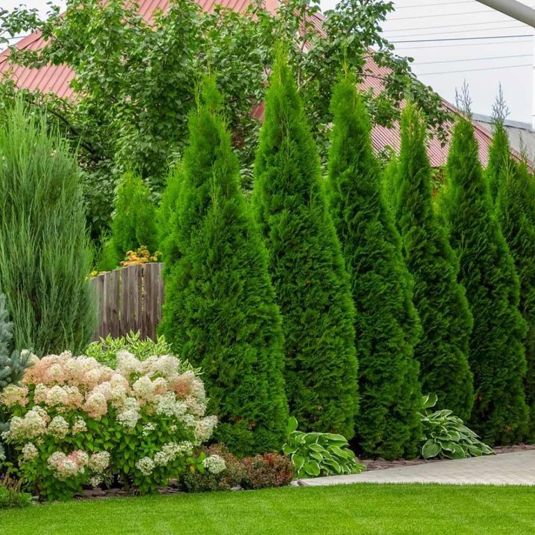Best Trees for Privacy — 13 Varieties to Help Screen a Yard | Livingetc