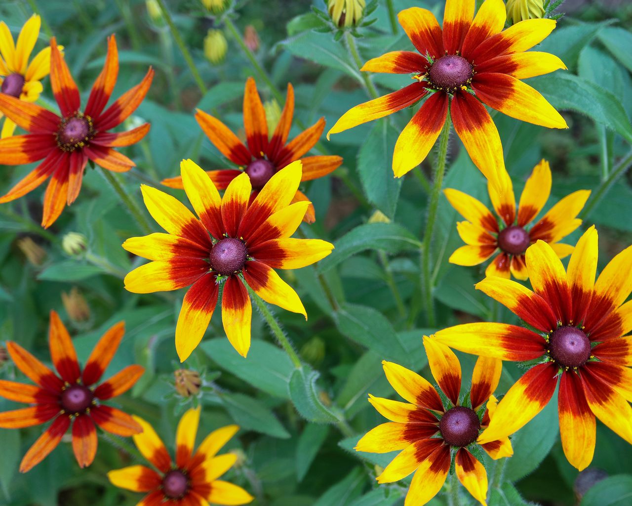 Sensational Black-Eyed Susan Varieties For Months Of Color | Gardening ...