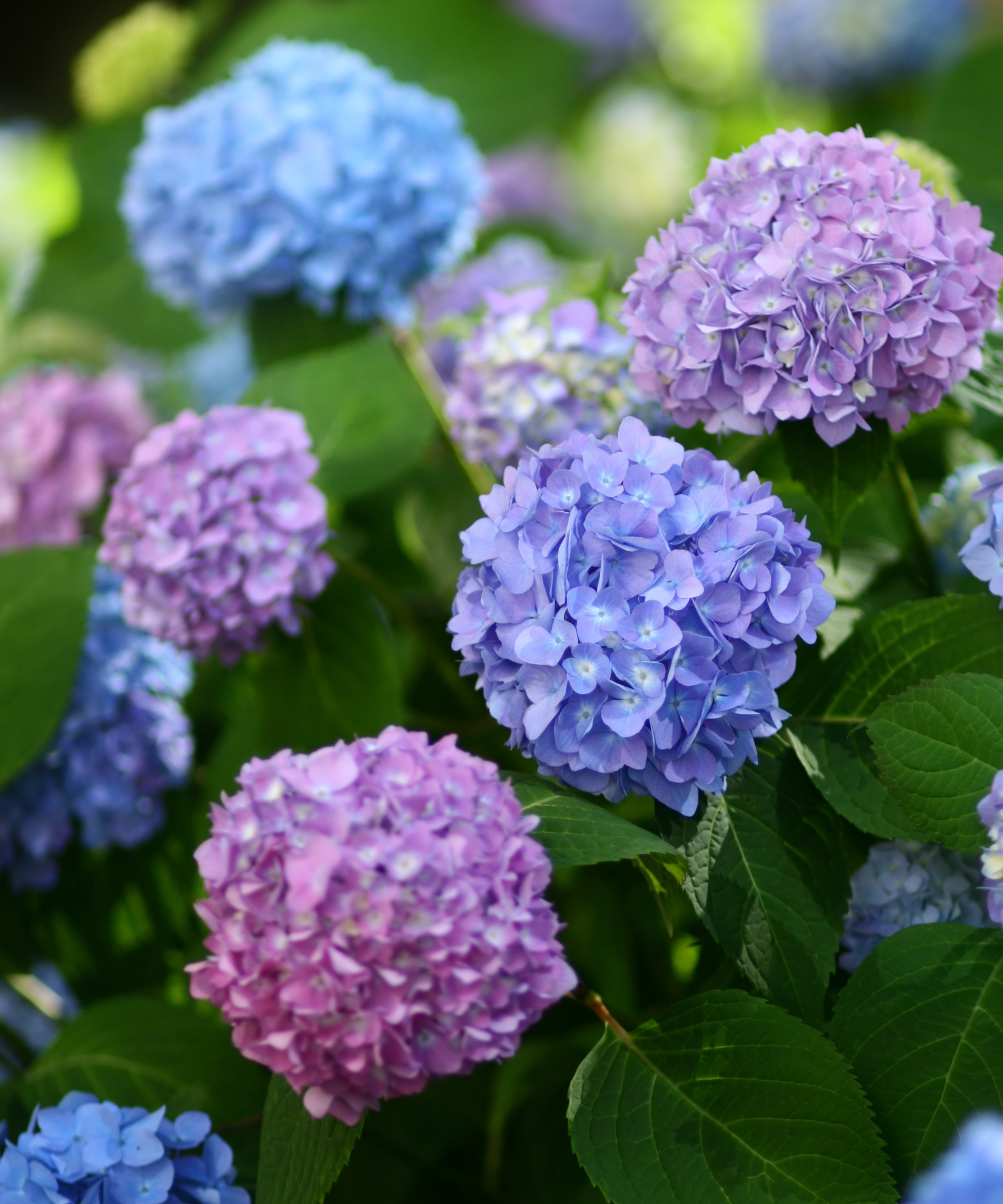 Hydrangea diseases: how to spot them and combat problems | Homes and ...