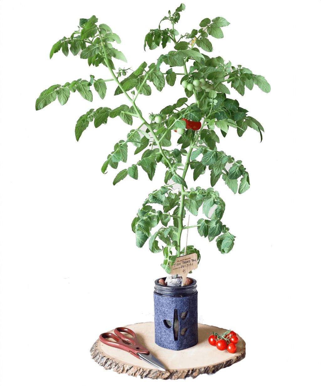 How To Grow Hydroponic Tomatoes For Fresh Indoor Harvests | Gardening ...