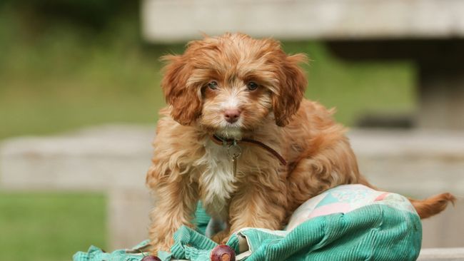 Cavapoo: characteristics, size and what to expect, according to a ...