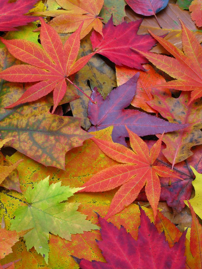 Image Gallery: A Rainbow of Fall Leaves | Live Science