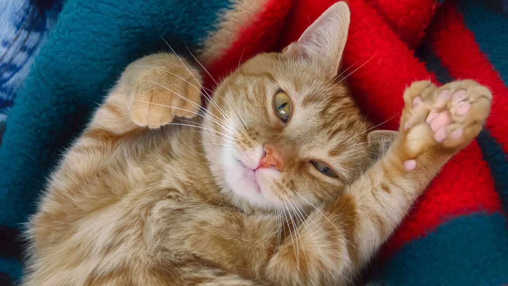Polydactyl cats: What it is, causes and number of toes | PetsRadar