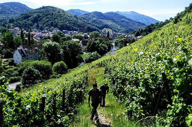 Jefford: The Alsace grand cru debate and other tales | Decanter