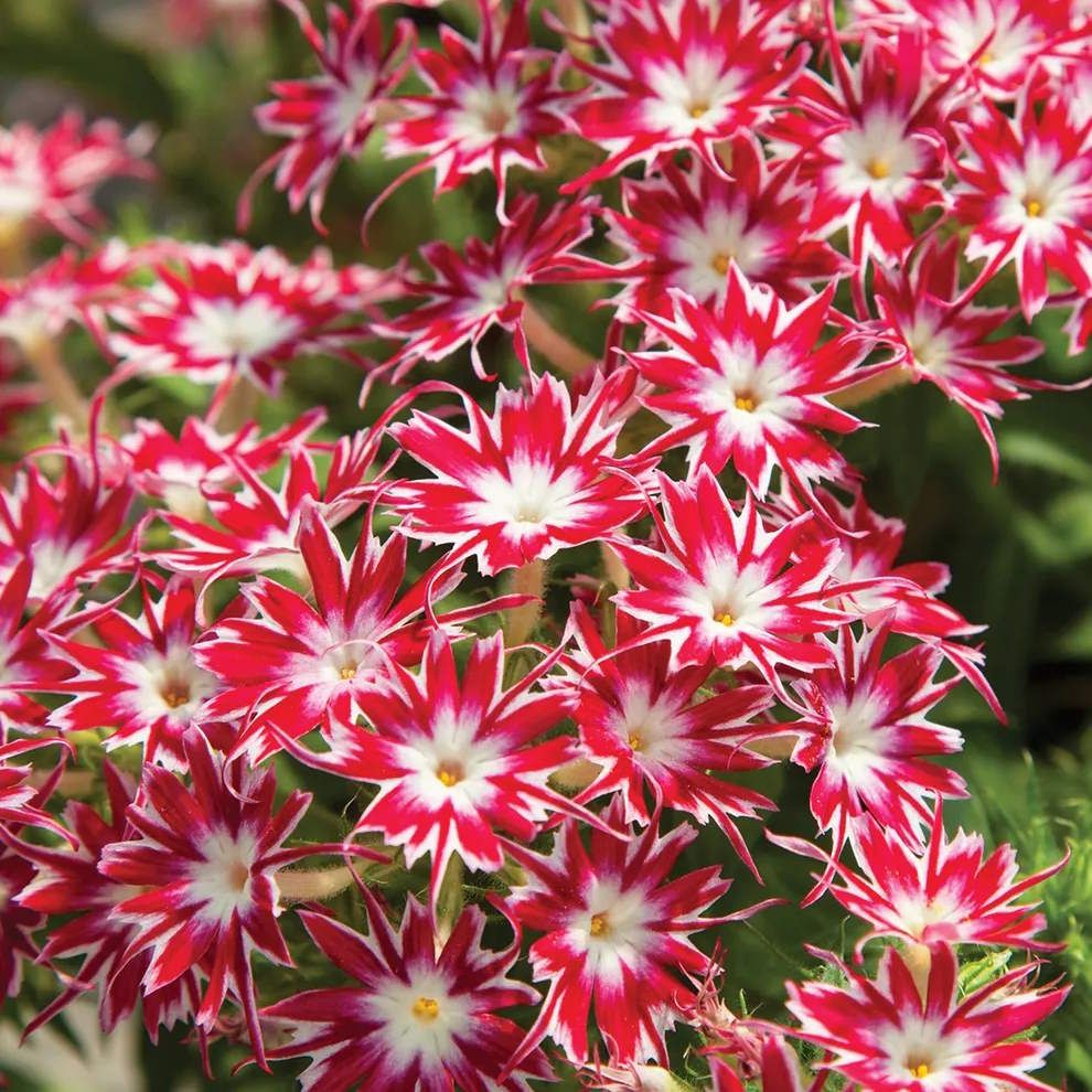 How to grow phlox - get success with different varieties | Homes and ...