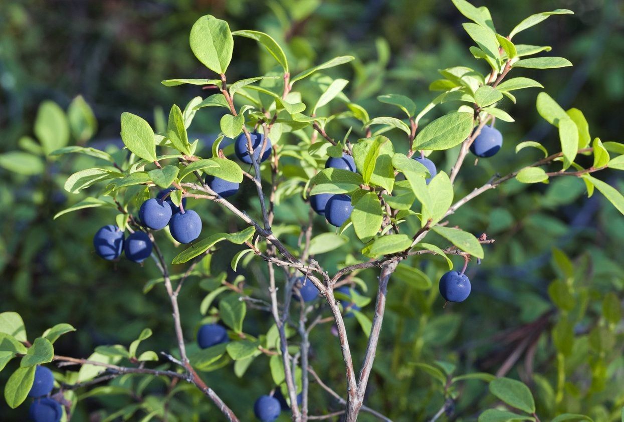 Heat Tolerant Berry Plants: Selecting Berries For Zone 9 Gardens ...