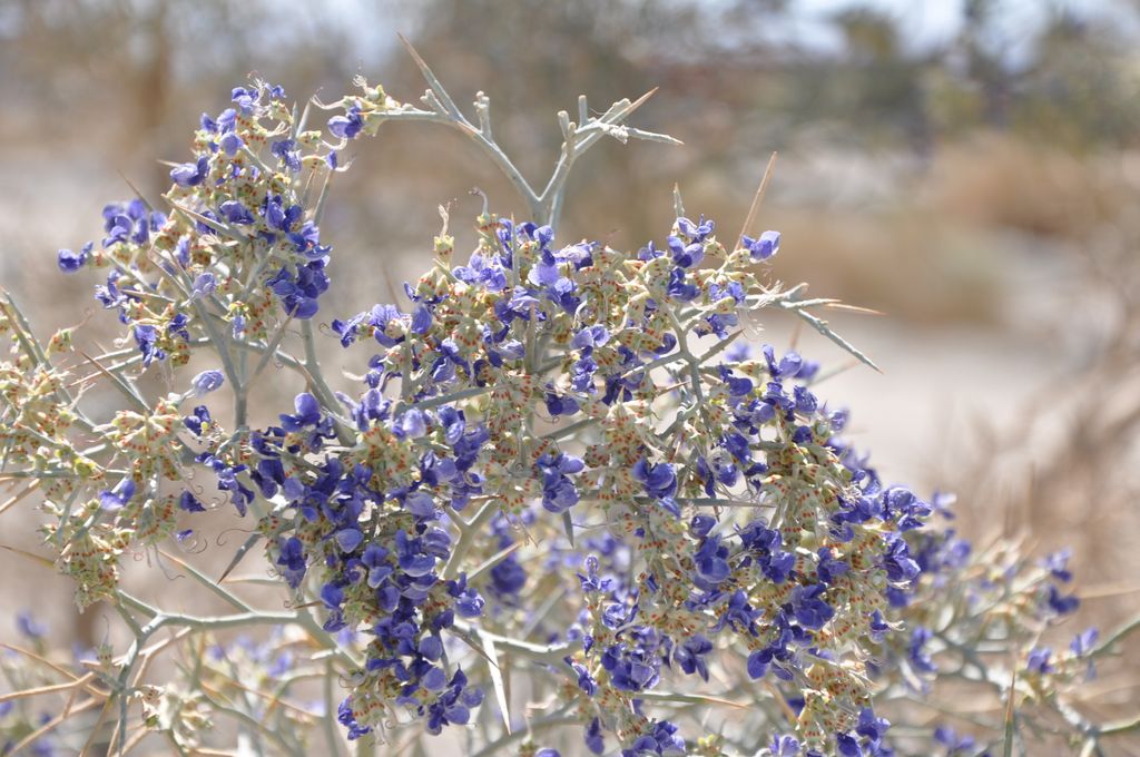 Smoketree Photos: The Ghosts of the North American Desert | Live Science
