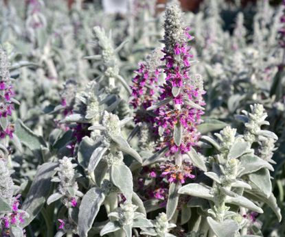 Best 6 plants with silver foliage: drought-tolerant planting | Homes ...