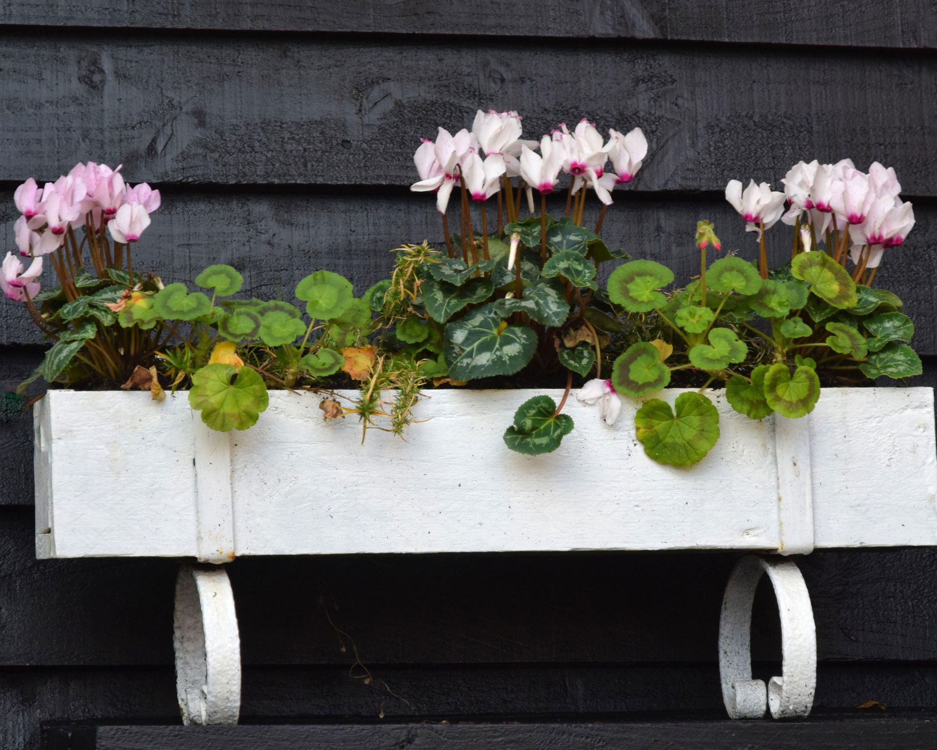 Fall window box ideas: 10 stylish looks for autumn | Gardeningetc