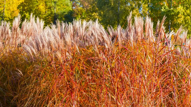7 Ornamental Grasses for Stunning Fall Color | Gardening Know How
