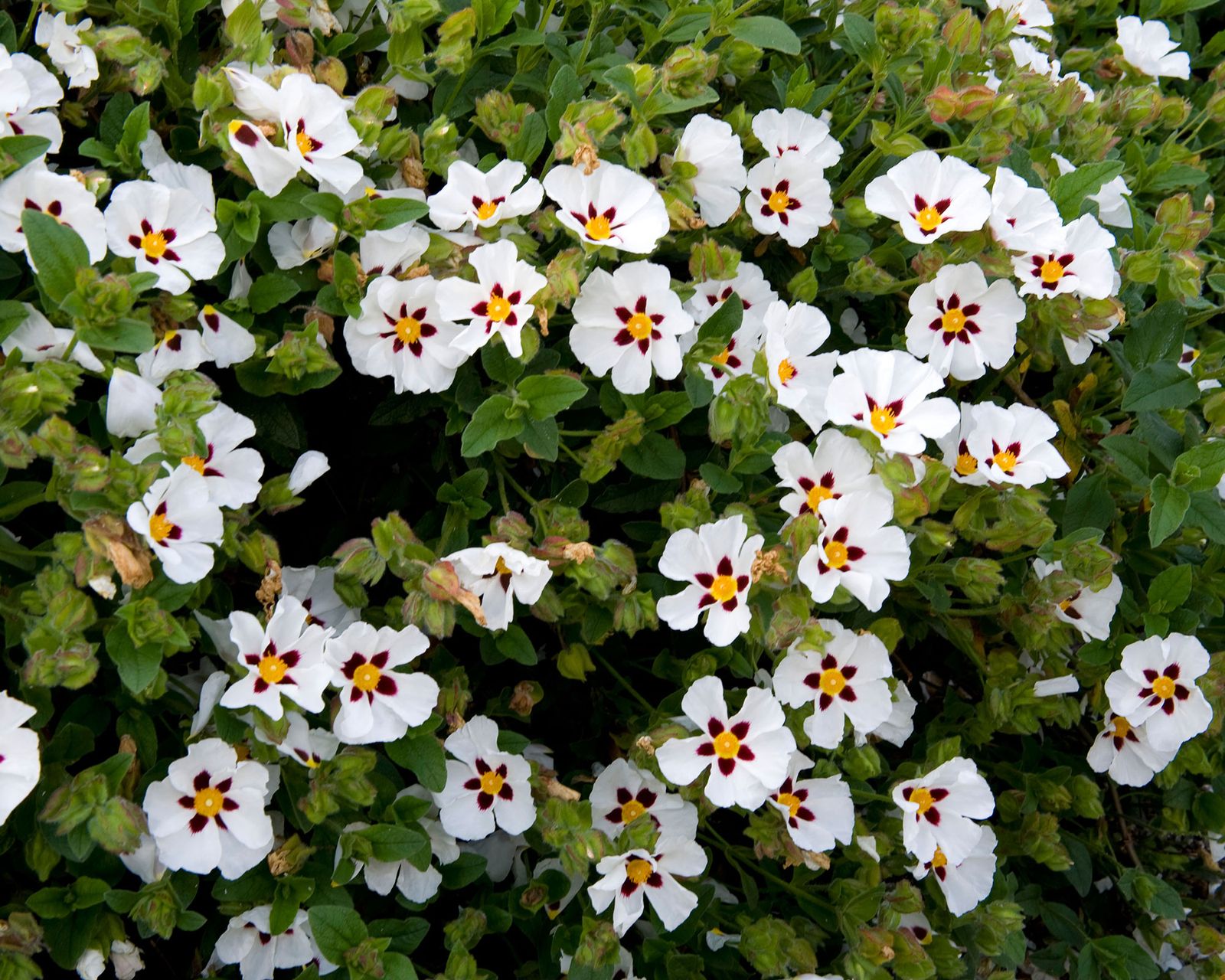 Cistus varieties: 11 sunroses to brighten your plot | Homes and Gardens