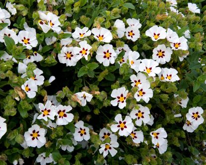 Cistus varieties: 11 sunroses to brighten your plot | Homes and Gardens
