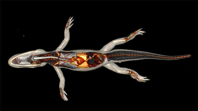 Inside Look: Gallery of Animal Guts in Action | Live Science