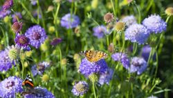 How to grow Silene chalcedonica: an expert flower guide | Homes and Gardens