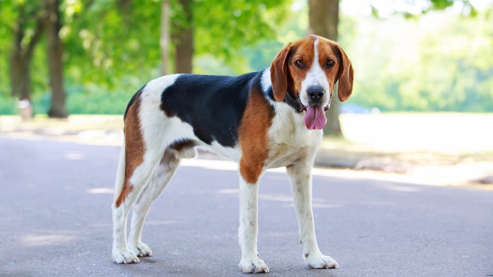 32 facts about American Foxhound dogs | PetsRadar