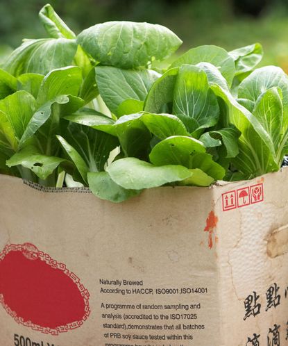 How to Use Cardboard Boxes to Protect Plants From Frost | Livingetc