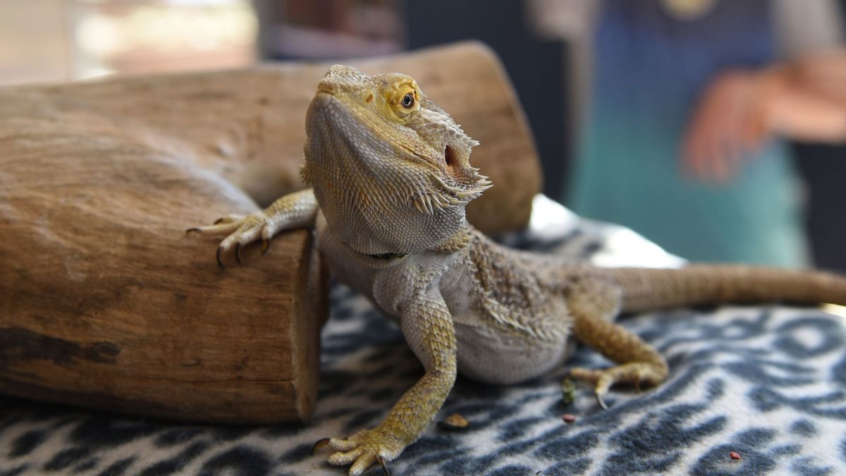 Facts about bearded dragons: Fun, bizarre and interesting | PetsRadar