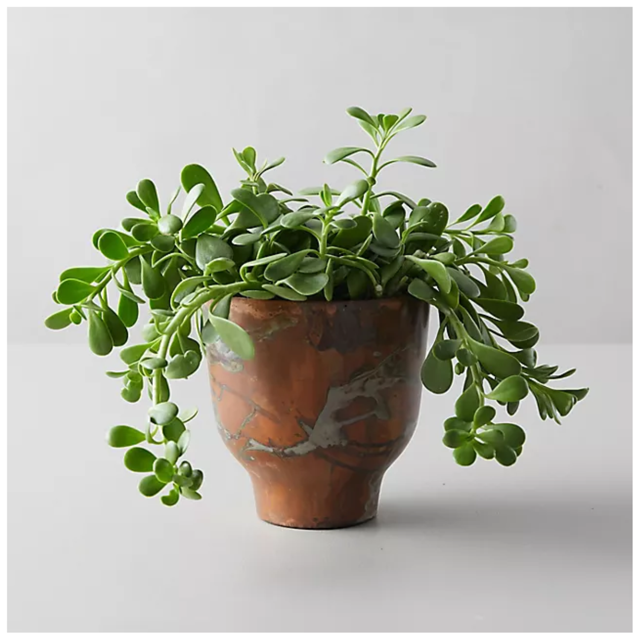 7 Houseplants for Bookshelves That Plant Experts Love | Livingetc