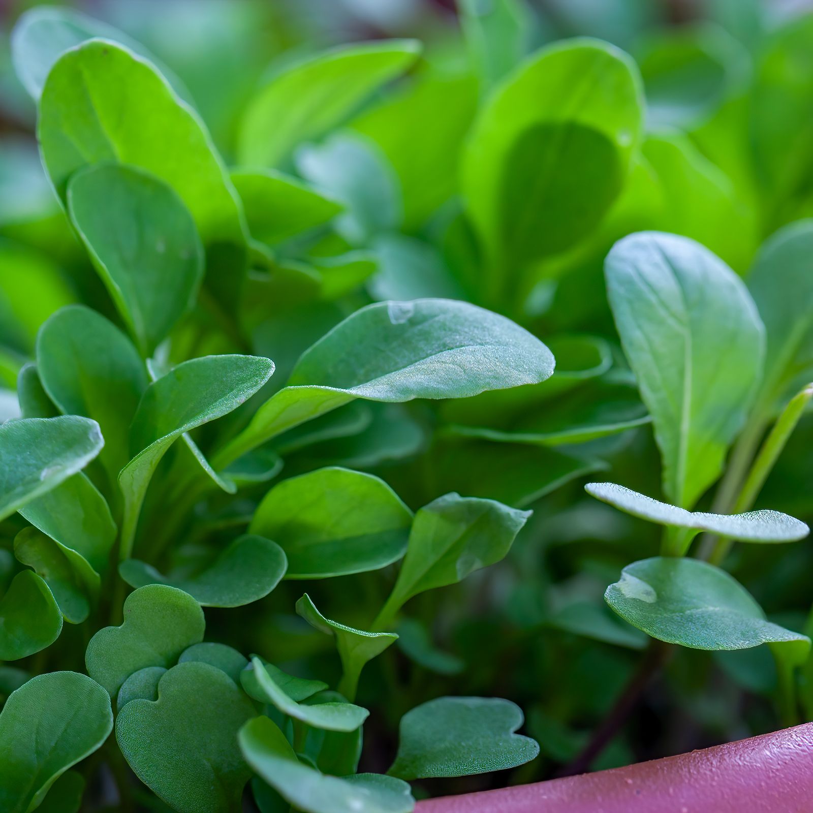 Learn how to grow watercress and enjoy an endless supply | Ideal Home