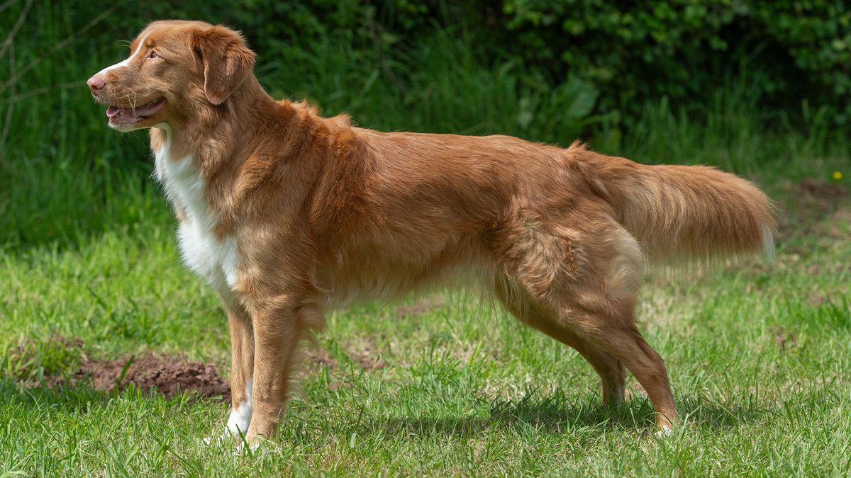 6 types of retriever breeds and what they all do | PetsRadar