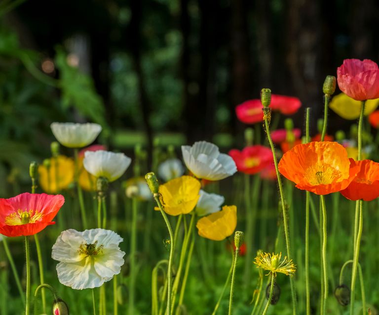7 of the fastest growing flowers to plant in spring | Homes and Gardens