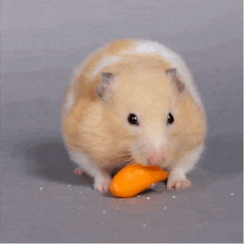 Watch 100 Years of Hamster Beauty in One Minute | Marie Claire