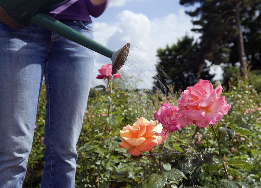 Roses care and growing guide: expert tips for these blooms | Gardeningetc