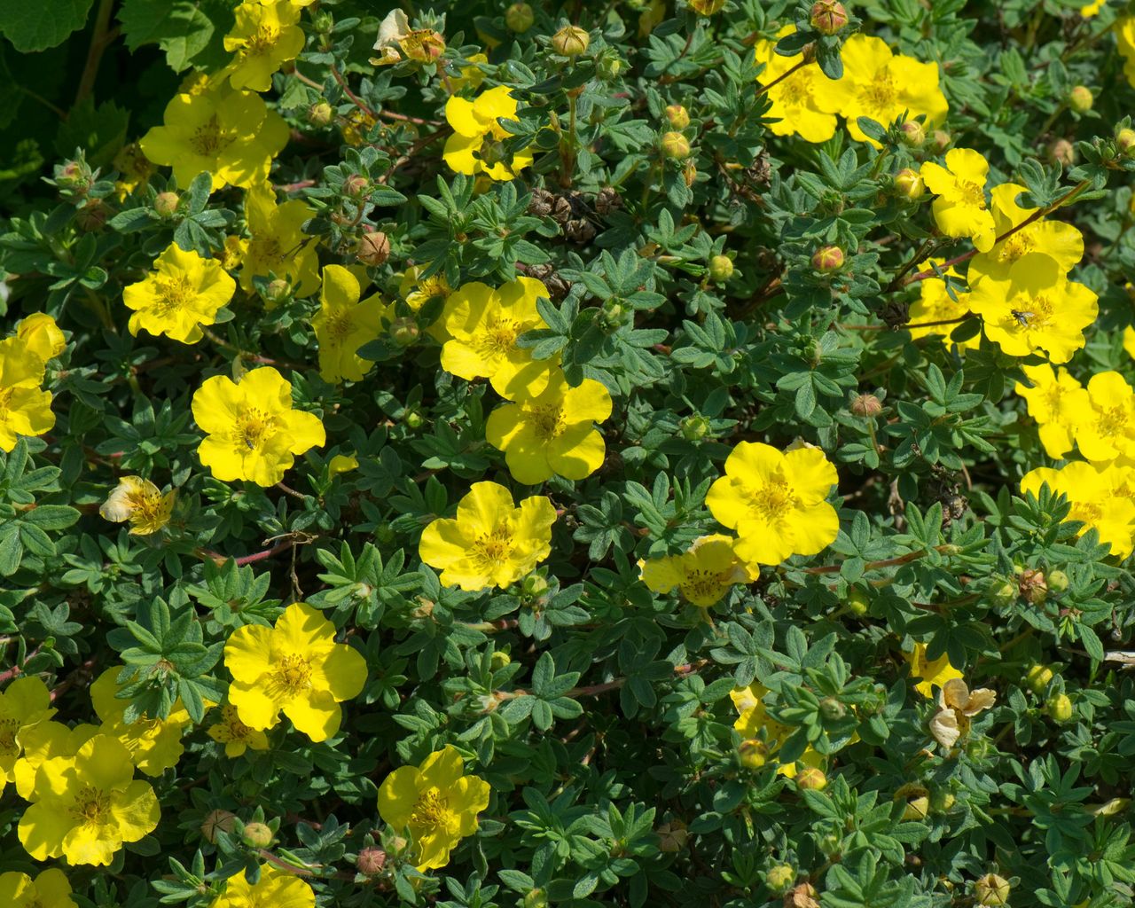 Potentilla varieties: 15 pretty types to take your pick from | Gardeningetc