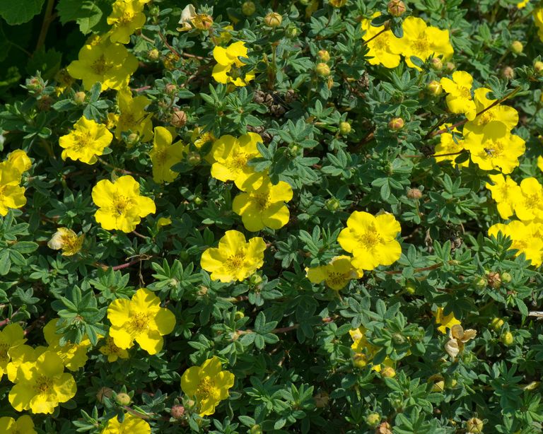 Potentilla varieties: 15 pretty types to take your pick from | Gardeningetc