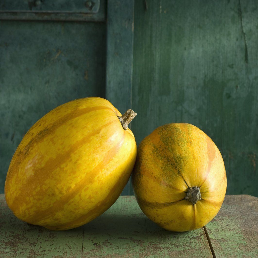 Spaghetti Squash Growing - How To Grow And Store Spaghetti Squash ...