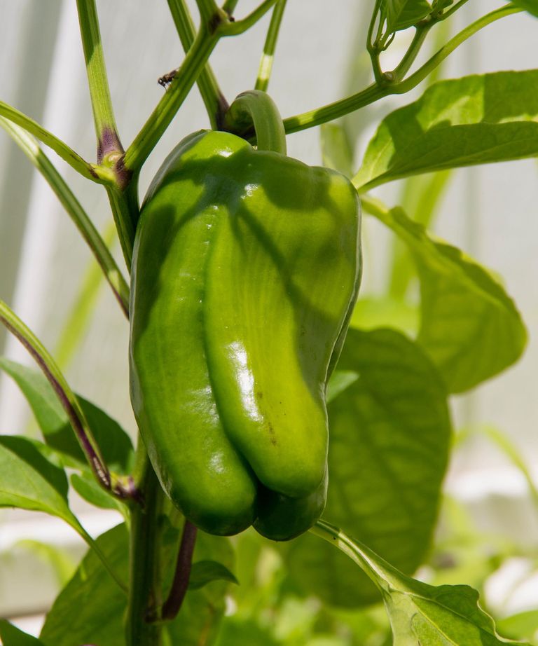 When to pick bell peppers: for refreshingly versatile fruit | Homes and ...