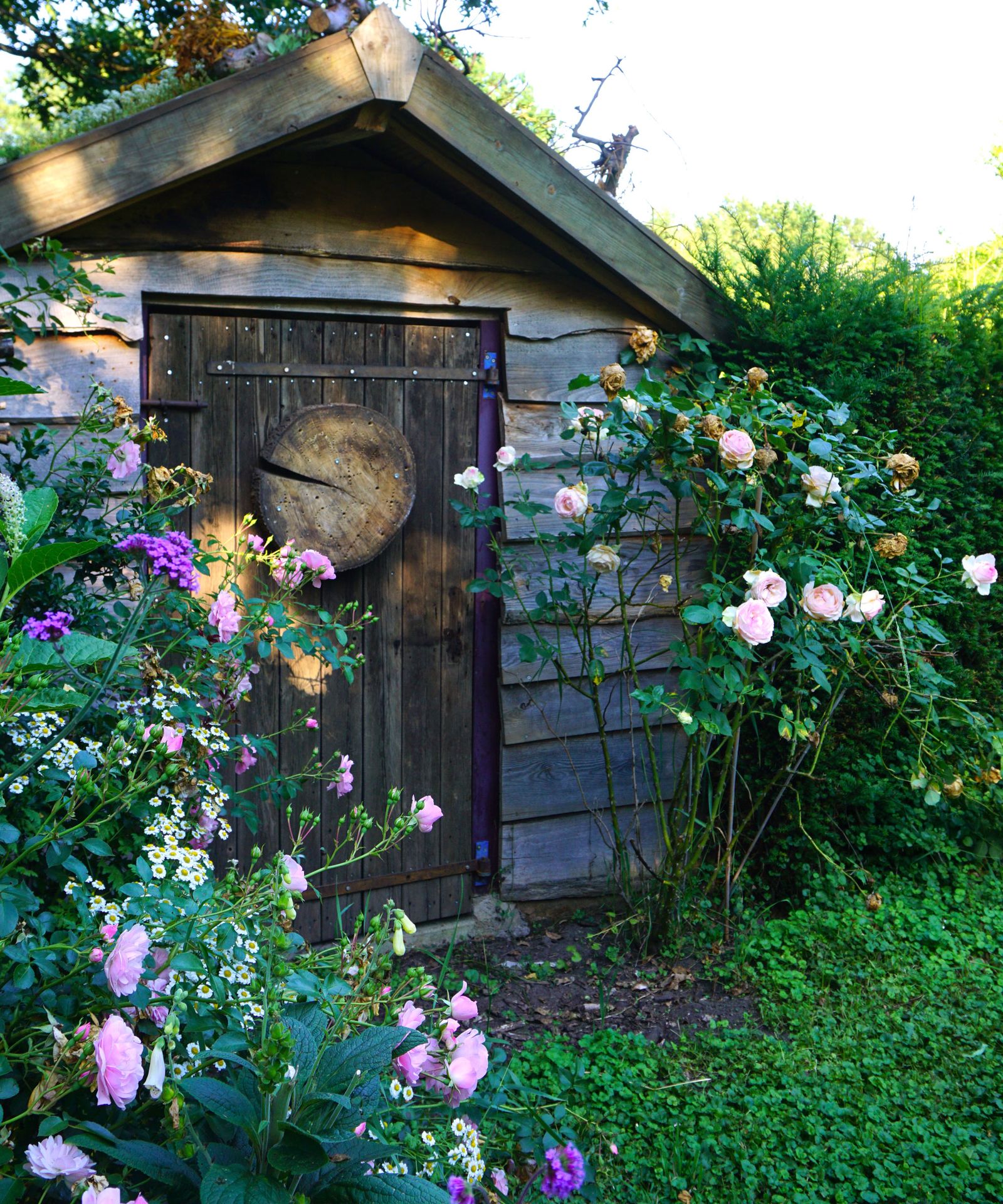 Best plants to cover a shed: 10 inspirational ideas | Homes and Gardens