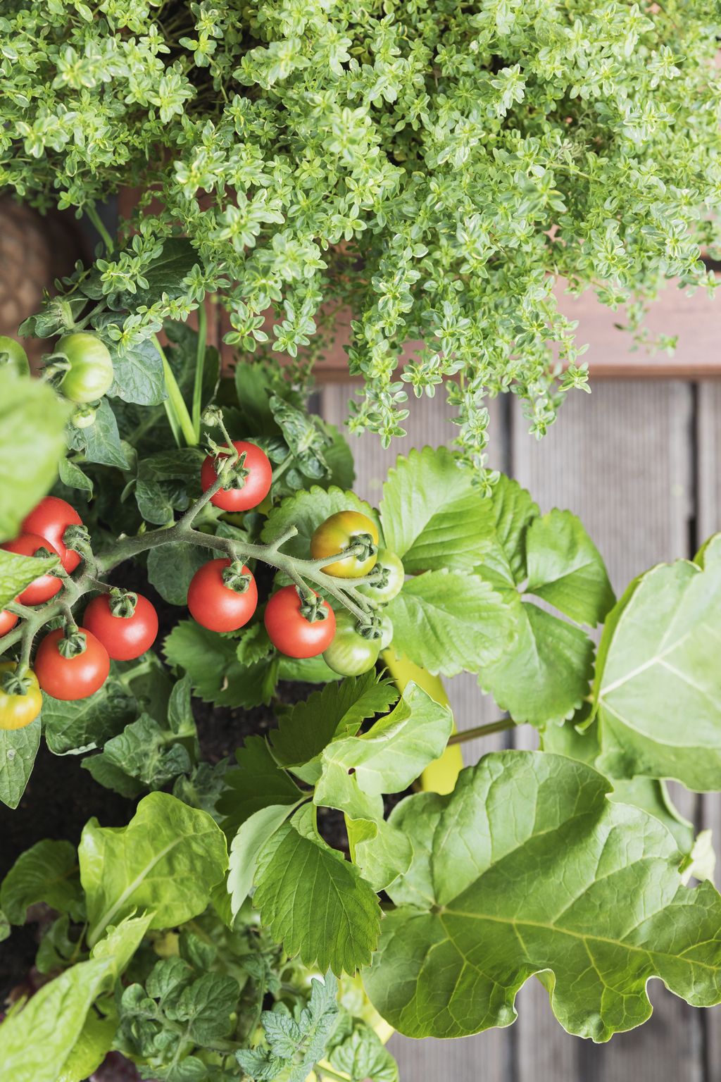 Tomato companion planting: what to grow alongside tomatoes | Homes and ...