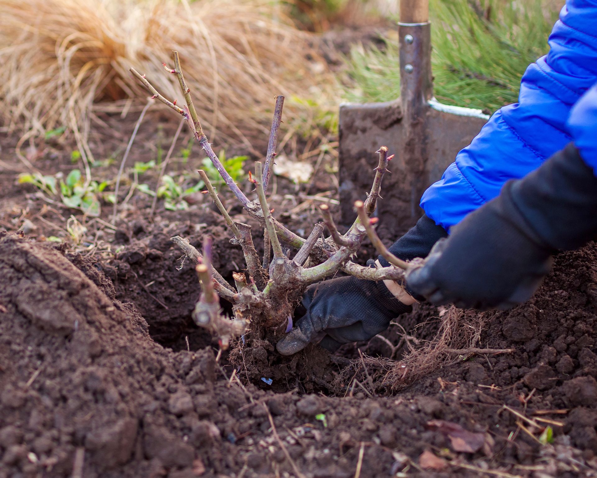 How to Propagate Roses Like A Pro: 5 Expert Methods To Try | Gardening ...