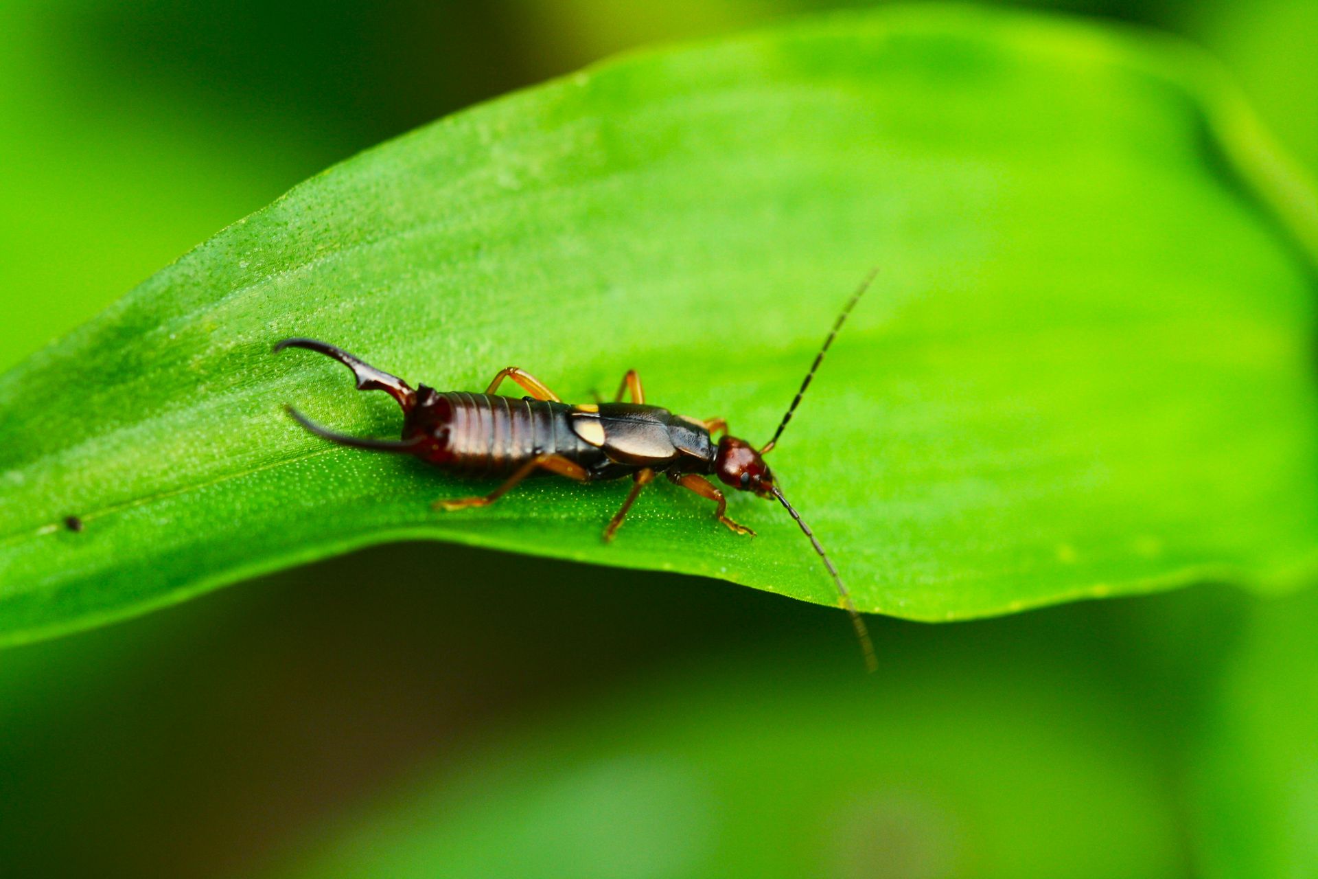 How to Get Rid of Earwigs — and Prevent Them Coming Back | Livingetc