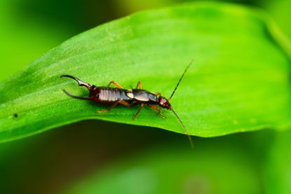 How to Get Rid of Earwigs — and Prevent Them Coming Back | Livingetc