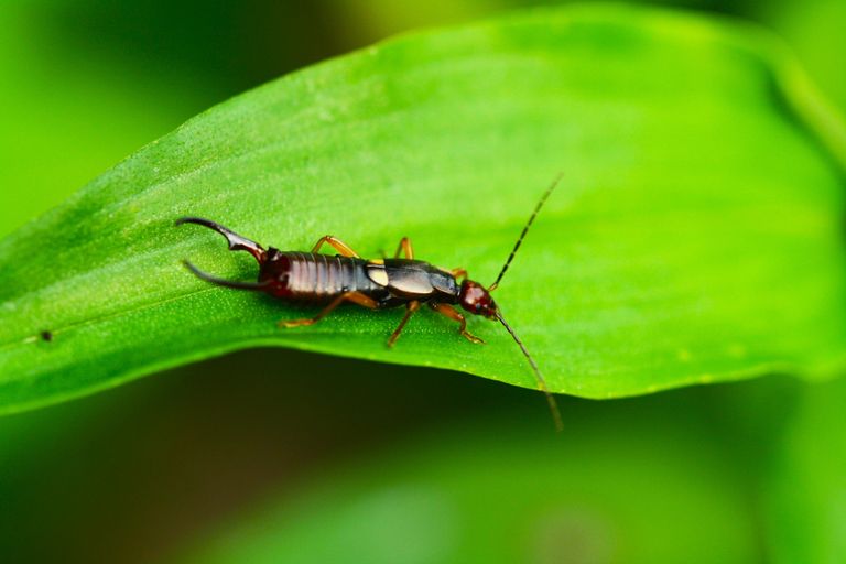 How to Get Rid of Earwigs — and Prevent Them Coming Back | Livingetc