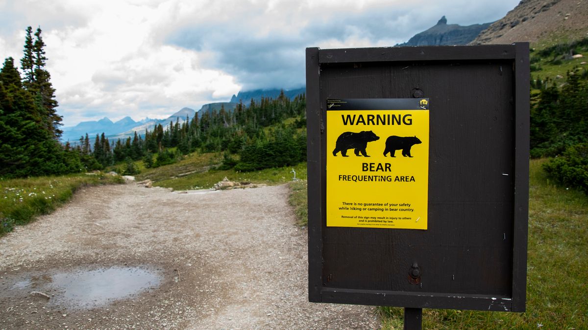 Do bear bells work? Or do they make you an annoyance? | Advnture