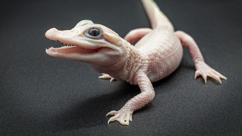 Pinky-white leucistic alligator with blue eyes born in Florida is 1 of ...