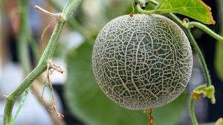 How to prune watermelon plants to grow in a small space | Homes and Gardens