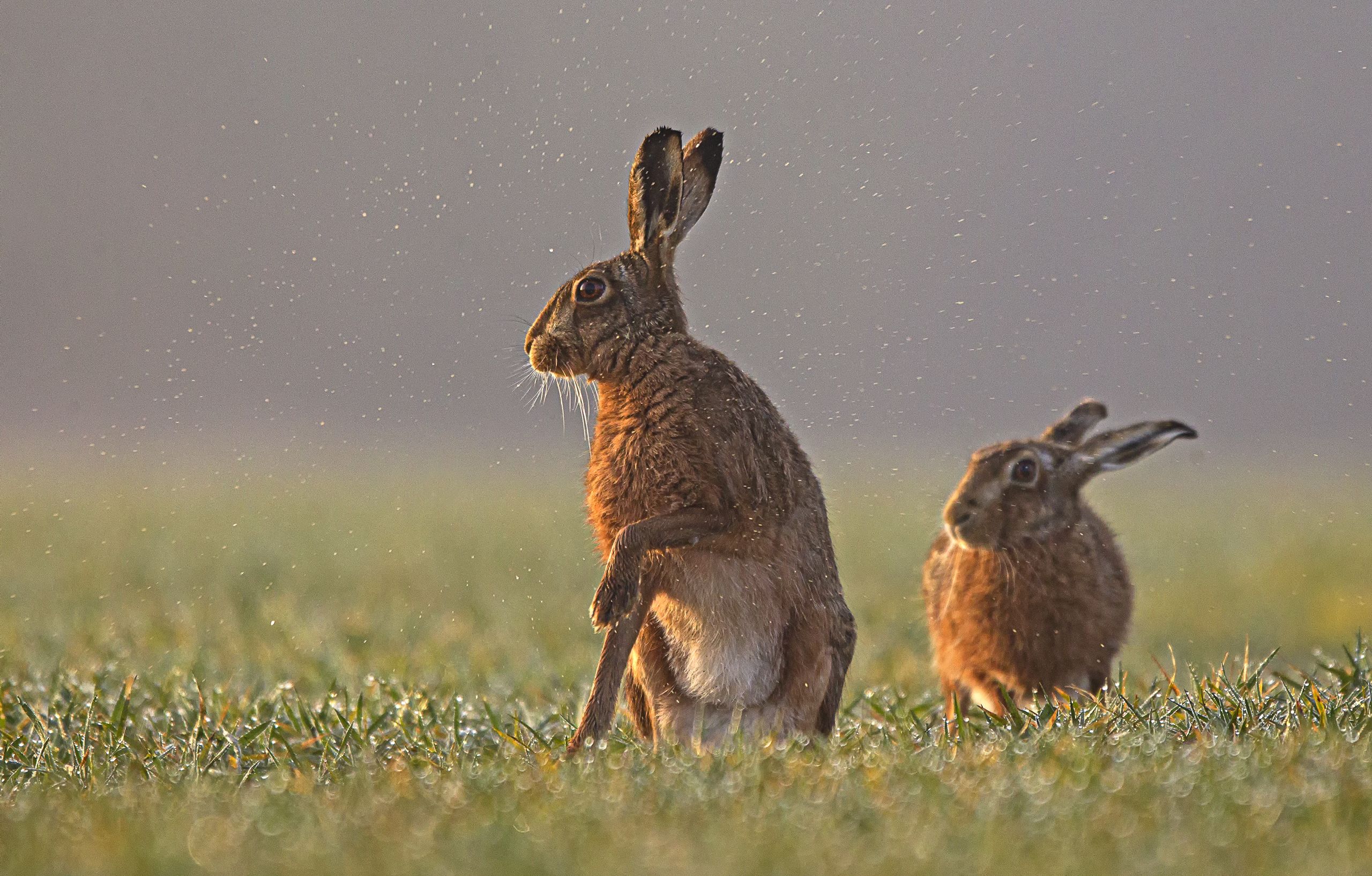 Beautiful portrait of hares in the rain wins trophy in wildlife ...