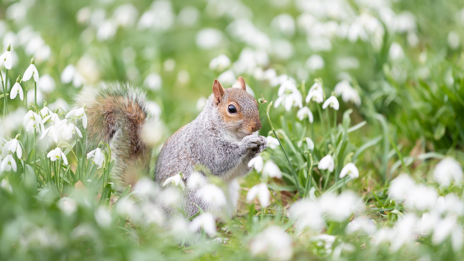 How to stop squirrels from digging up bulbs: 5 methods | Homes and Gardens