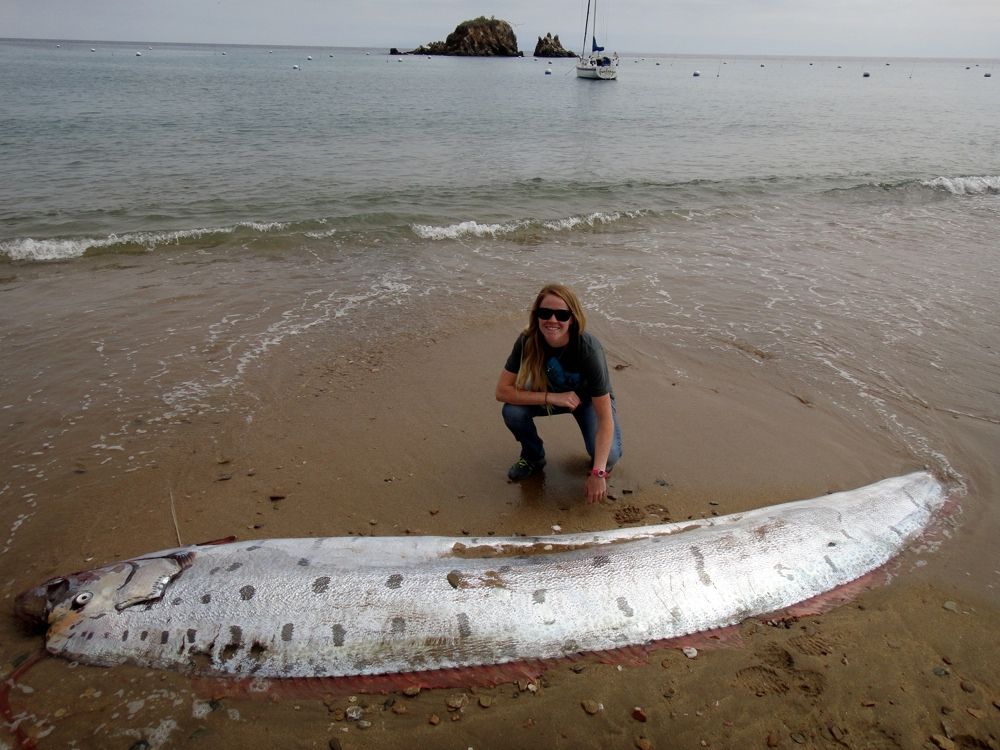 Oarfish: Photos of world's longest bony fish | Live Science
