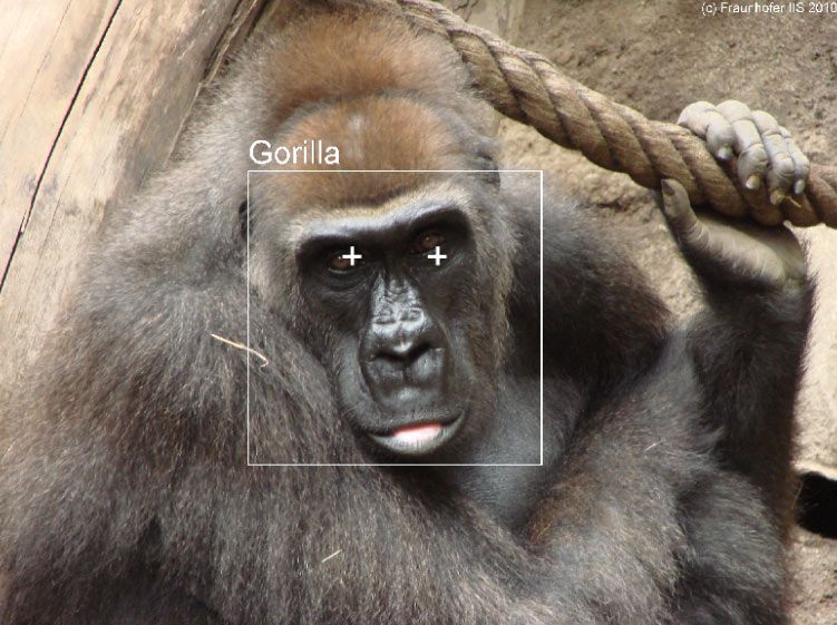 Image Gallery: Snapshots of Unique Ape Faces | Live Science