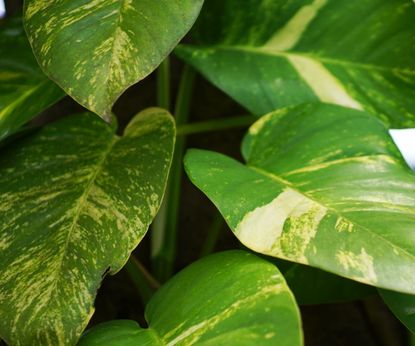 Best variegated indoor plants: 4 varieties | Homes and Gardens